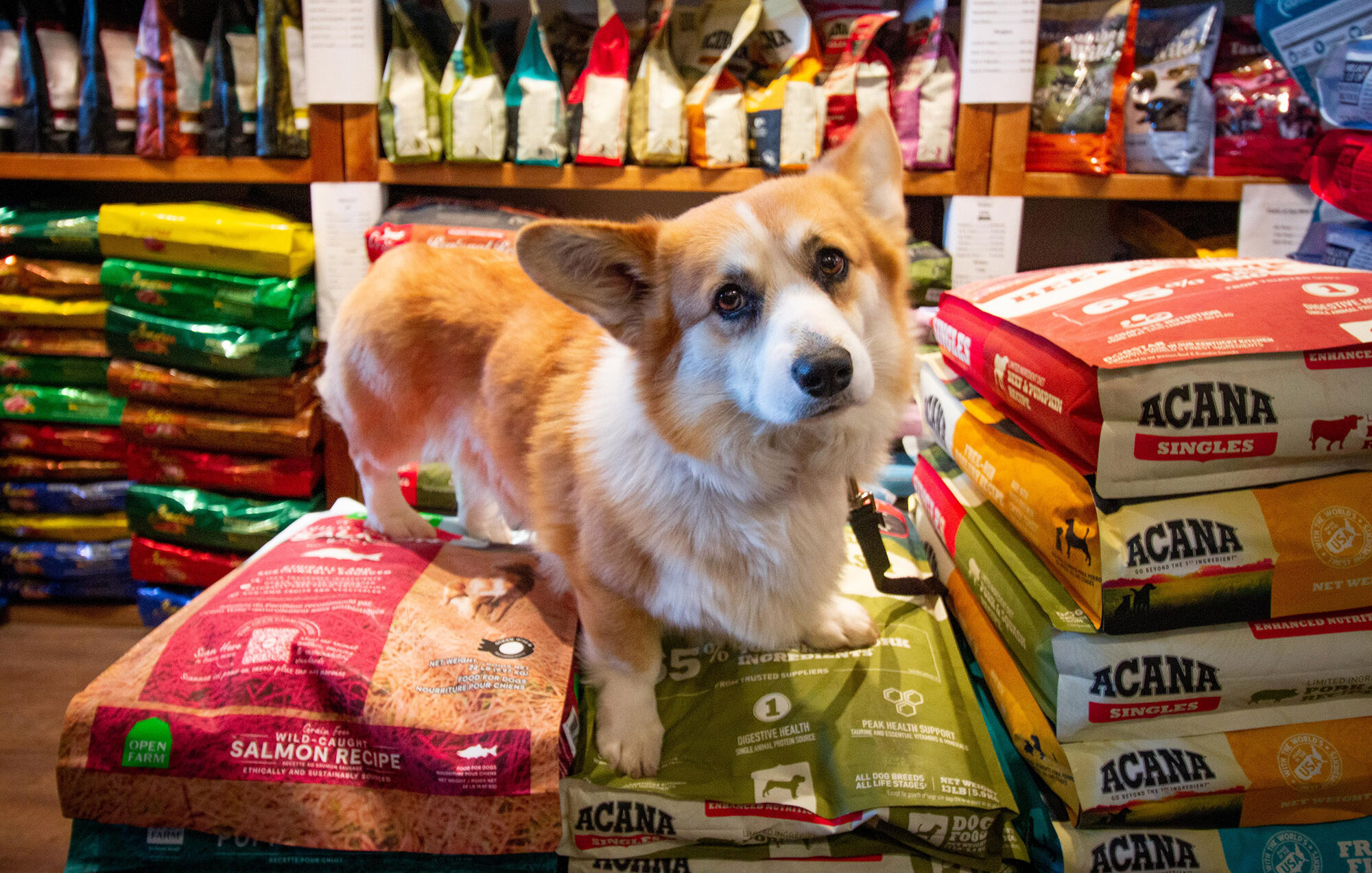 © Eldorado Pet & Wild Bird 2023